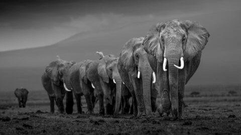 40 Most Famous Wildlife Photographers In The World (2024) - Buying ...